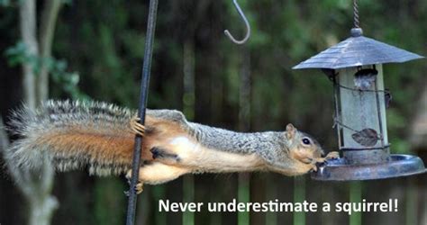 Squirrel Meme Bird Feeder