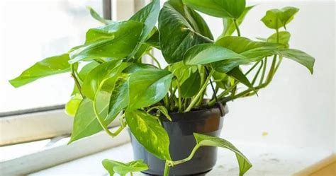 La Planta Que Purifica El Aire Y Que Debes Tener En Tu Cocina Trucos Para Casa
