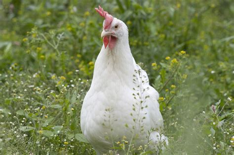 Overview Of Beneficial Additives Not Commonly Used In Poultry All
