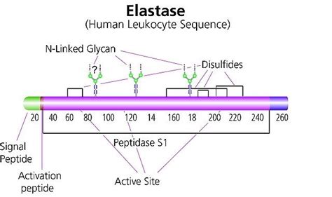 9004 06 2，弹性蛋白酶 来源于人类白血球，elastase From Human Leukocytes
