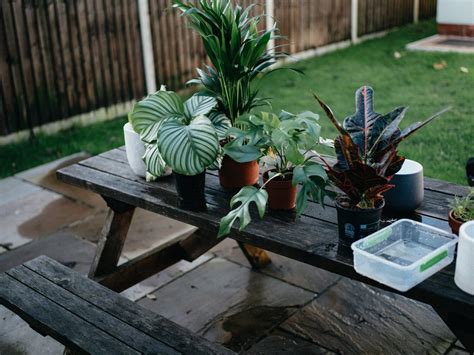 How To Clean Houseplants — Holods Home Garden And Rental