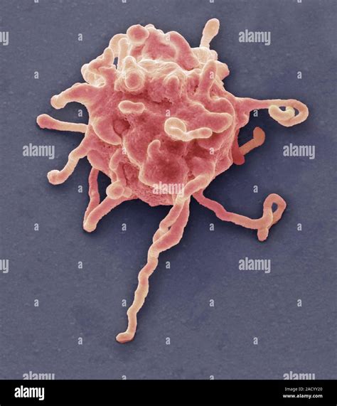 Activated Platelet Coloured Scanning Electron Micrograph Sem