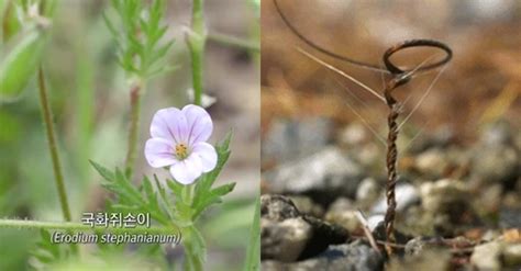평범하고 귀여운 꽃 ‘국화쥐손이의 놀라운 비밀  포스트쉐어