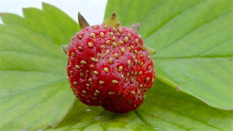 Erdbeere Fragaria Im Pflanzenlexikon