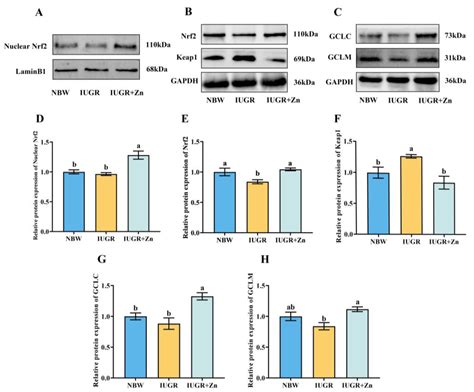 Effects Of Dietary Nano Zinc Oxide Supplementation On Meat Quality Antioxidant Capacity And