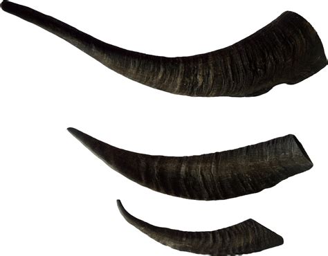 100 Goat Horns Png Images