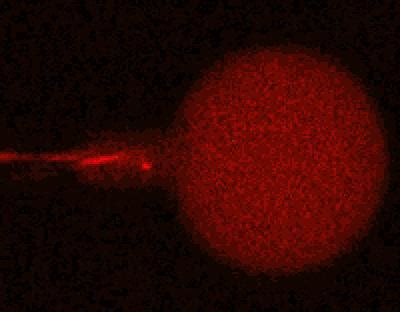 Melittin Time Lapse Image Eurekalert Science News Releases