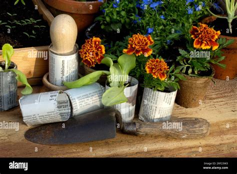 Plant Propagation Lettuce Plants And In Paper Pots Marigold Tagetes