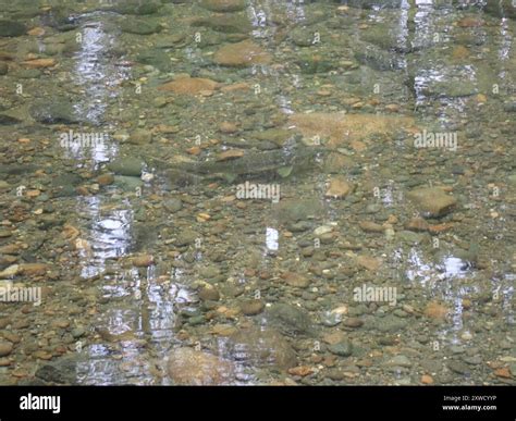 Pink Salmon Oncorhynchus Gorbuscha Actinopterygii Stock Photo Alamy