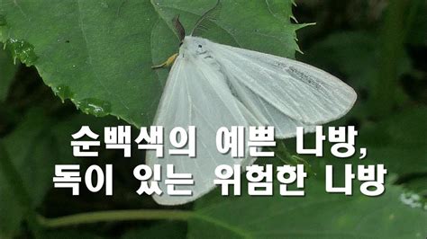 나방 흰나비 처럼 생긴 위험한 독나방 Youtube