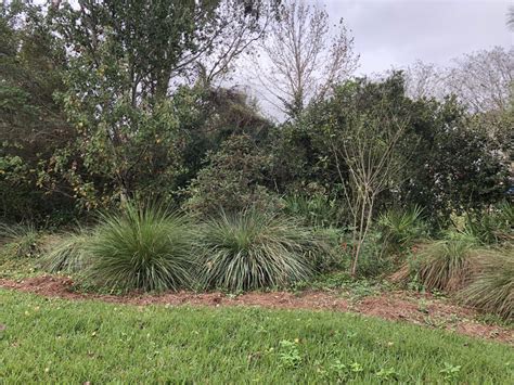 Dwarf Fakahatchee Grass