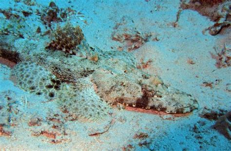 Tentacled Flathead Crocodilefish In Red Sea Stock Image Image Of