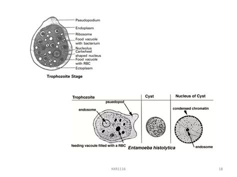 Protozoa Unit 1 Pptx