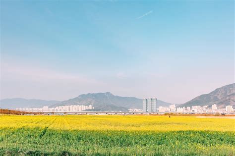 부산광역시 공식 페이스북 모두 벚꽃을 볼 때 대저생태공원은 아직 분주히 봄을 준비하고 있답니다