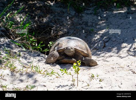 Gopher Tortoise Gopherus Polyphemus Coming Out Of Its Burrow At Twin