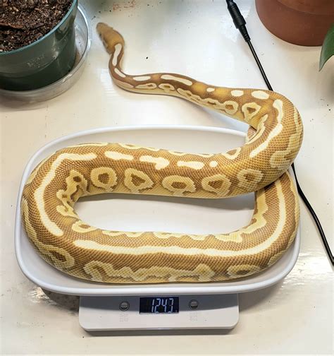 Ball Python Breeding Plan For 2024 Breeding Advice Needed Ball