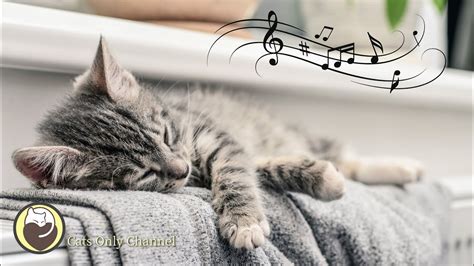 Cat Music Relaxing Piano Music Cat Purring Sounds Sleep Music