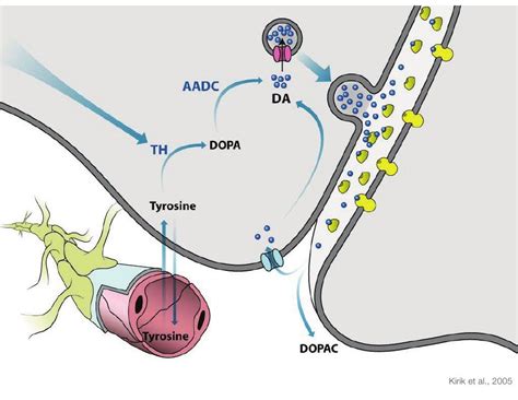 Cell And Gene Therapy For Parkinsons Disease Part 1