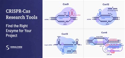 Crispr Cas Enzymes • Nucleus Biotech