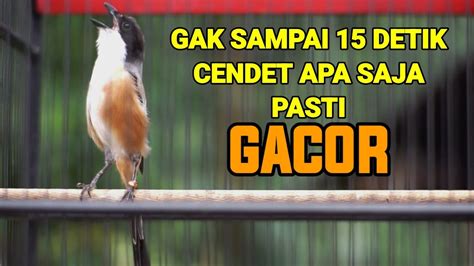 PANCINGAN CENDET MACET BUNYI DIJAMIN SEKALI PUTAR LANGSUNG NYAUT DAN