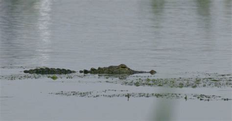 88 Year Old South Carolina Woman Killed In Alligator Attack