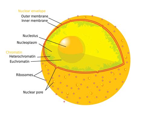 Cell Structures Atar Biology
