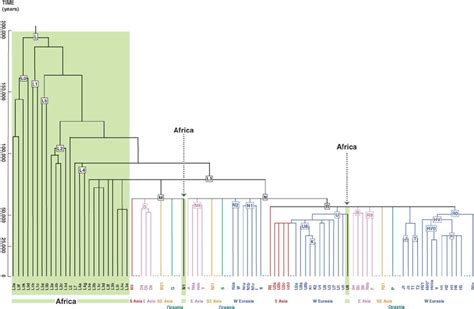 Schematic Representation Of The Worldwide Phylogeny Of Human Mtdna