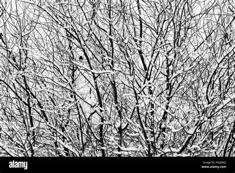 Birch Tree Limbs Covered With Snow In The Winter With Birds Sitting On Limb Stock Photo Alamy