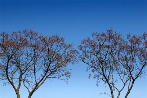 Bakain 影像 瀏覽 15 個素材庫相片、向量圖和影片 Adobe Stock