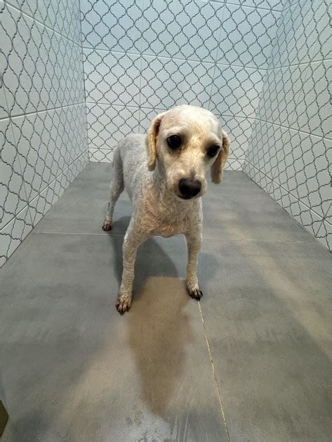 푸들 로리 보스턴테리어 핏불테리어 허스키 테리어종류 꼬똥 차오차오 아프간하운드 Cat 강아지분리불안 털안빠지는강아지 귀여운강아지 강아지종 사바나캣 믹스견 잭러셀테리어 시추