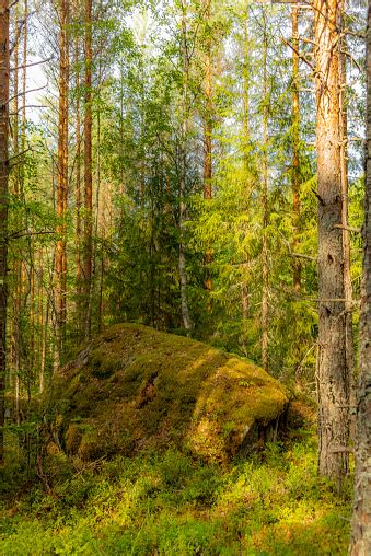빙하 Erratics 이끼 이끼 핀란드에서 Kolovesi 국립 공원에 있는 블루베리14의 식물 중에서 0명에 대한 스톡 사진