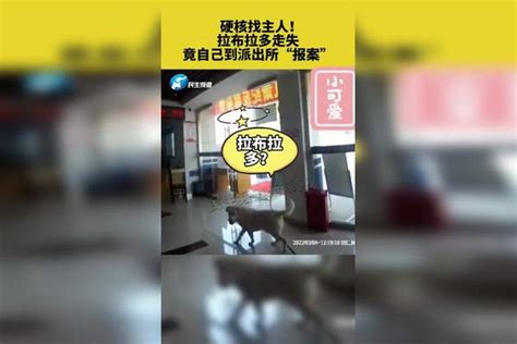 硬核找主人拉布拉多走失竟自己到派出所报案 主人