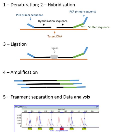Multiplex Analysis At Luca Harford Blog