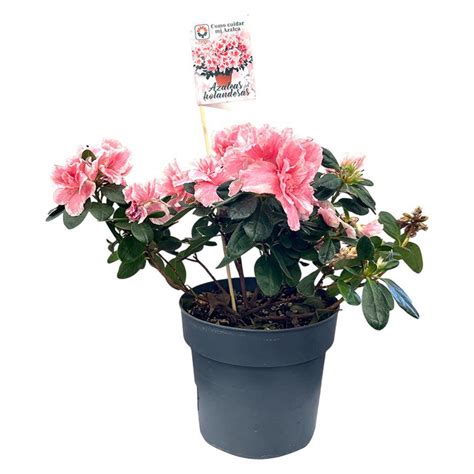 Maceta Con Azalea Holandesa Rosa 14 Cm Cemaco