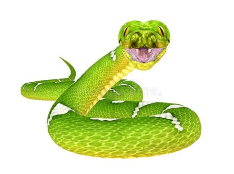 Python Species Stock Illustrations 3076 Python Species Stock Illustrations Vectors And Clipart