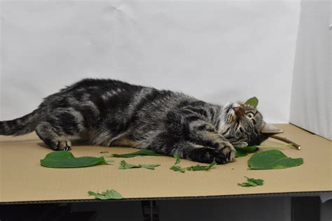 Pourquoi Les Chats Lèchent Et Mâchent De Lherbe à Chat Les
