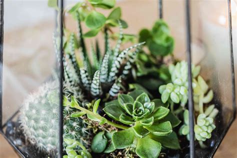 25 Easy Terrarium Plants For Open Or Closed Glass