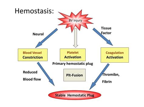Ppt Blood Coagulation Powerpoint Presentation Id1895923
