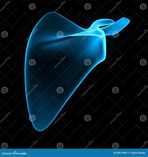 Clavicle Or Collar Bone X Ray Front Or Anterior View Osteology Of The