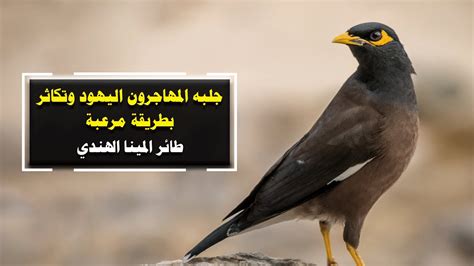 جلبه المهاجرون اليهود وتكاثر بطريقة مرعبة طائر المينا الهندي Youtube