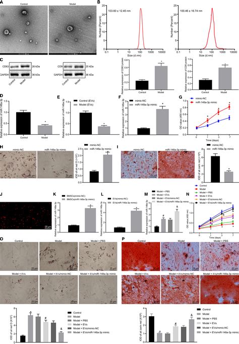Microrna‐148a‐3p In Extracellular Vesicles Derived From Bone Marrow