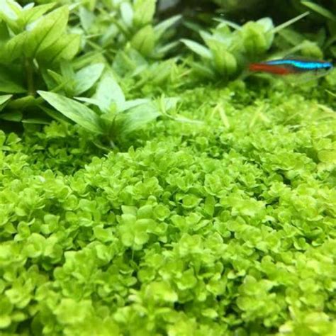 Jual Montecarlo Monte Carlo Tanaman Karpet Aquascape Porsi Cup Aquarium