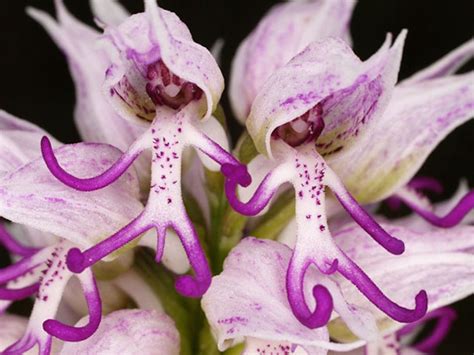 Orchid “naked Man Orchis Italica Imgur