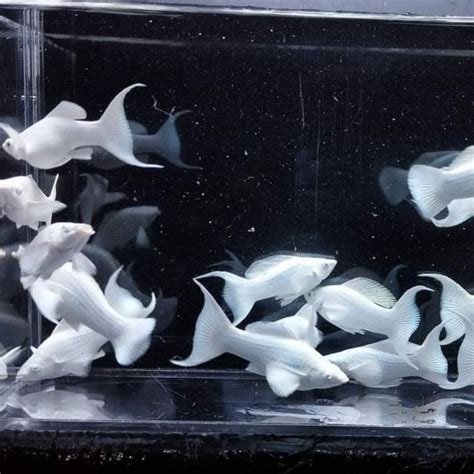 Jual Molly Platinum Panjang Shopee Indonesia