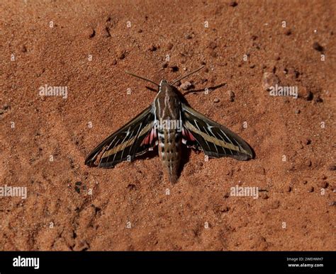 A White Lined Sphinx Moth Hyles Lineata Sitting The Sandy Ground Of A