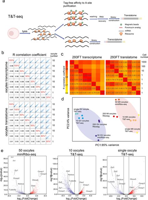 Transcriptomes And Translatomes Generated By Tandt Seq Of Mouse Download Scientific Diagram
