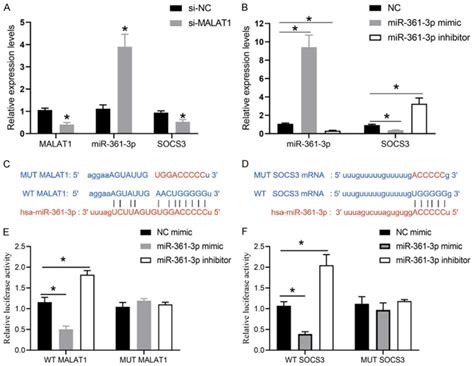 Long Noncoding Rna Malat1 Promotes High Glucose Induced Inflammation And Apoptosis Of Vascular