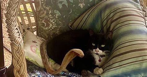 Cosplay Mini Murder Fluff Album On Imgur