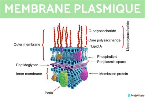 Structure De La Membrane Cellulaire Les Membranes Biologiques Des