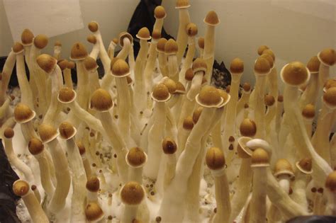 Memes De Hongos Alucinogenos